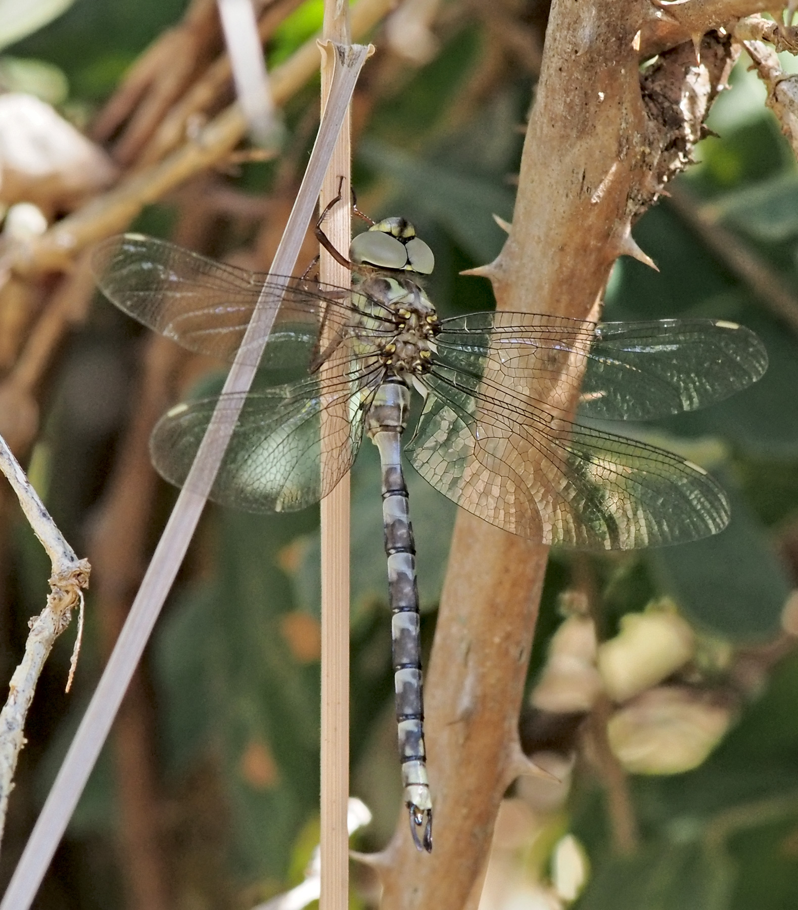 Le petit monde des Libellules