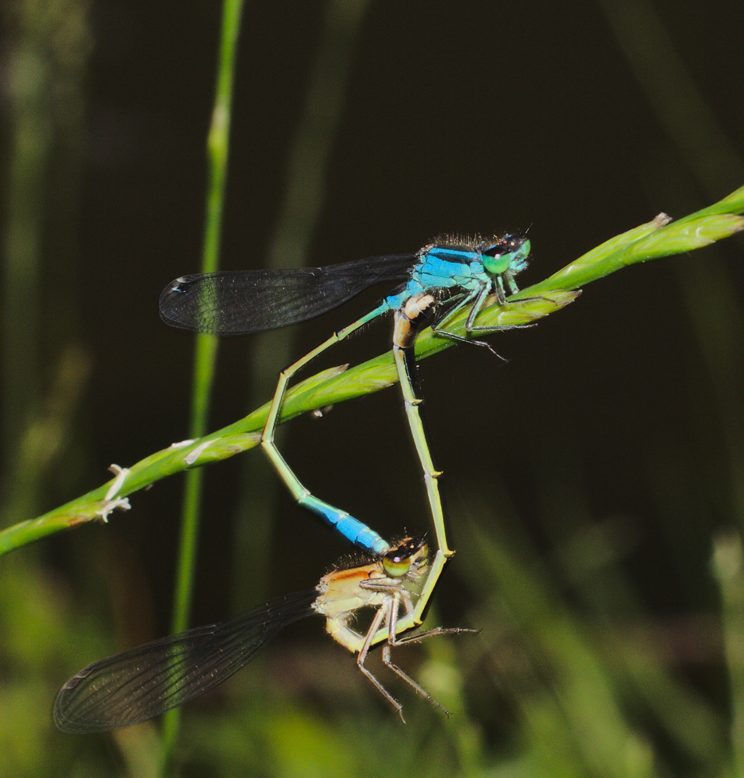 Le petit monde des Libellules