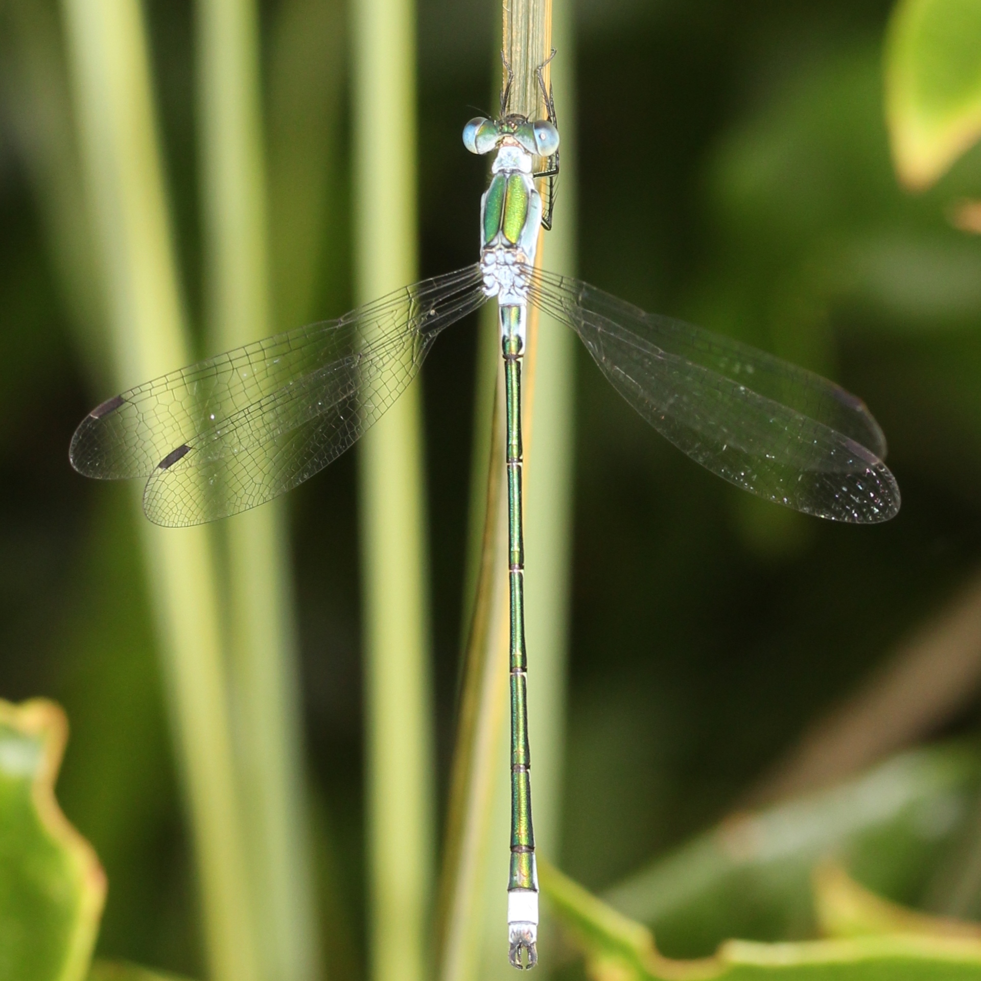 Le petit monde des Libellules