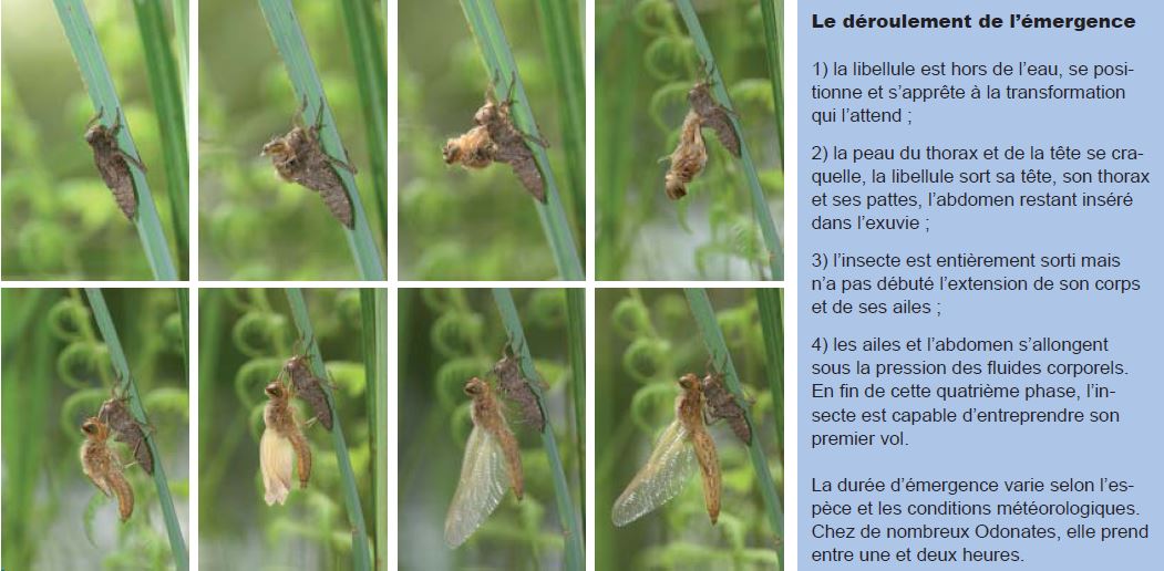 Le petit monde des Libellules